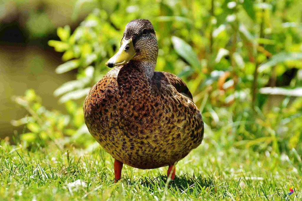 Define Duck, Duck Meaning, Duck Examples, Duck Synonyms, Duck Images ...