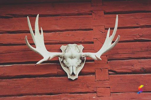 Define Taxidermy, Taxidermy Meaning, Taxidermy Examples, Taxidermy ...