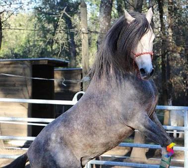 Define Prance, Prance Meaning, Prance Examples, Prance Synonyms, Prance ...