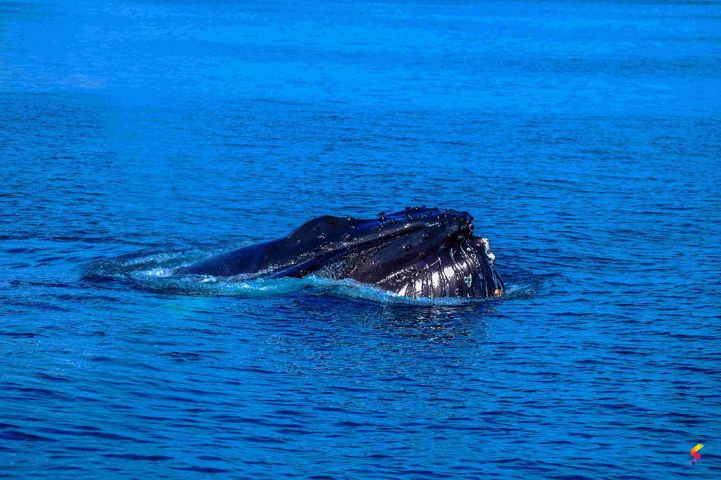 Define Whale, Whale Meaning, Whale Examples, Whale Synonyms, Whale ...