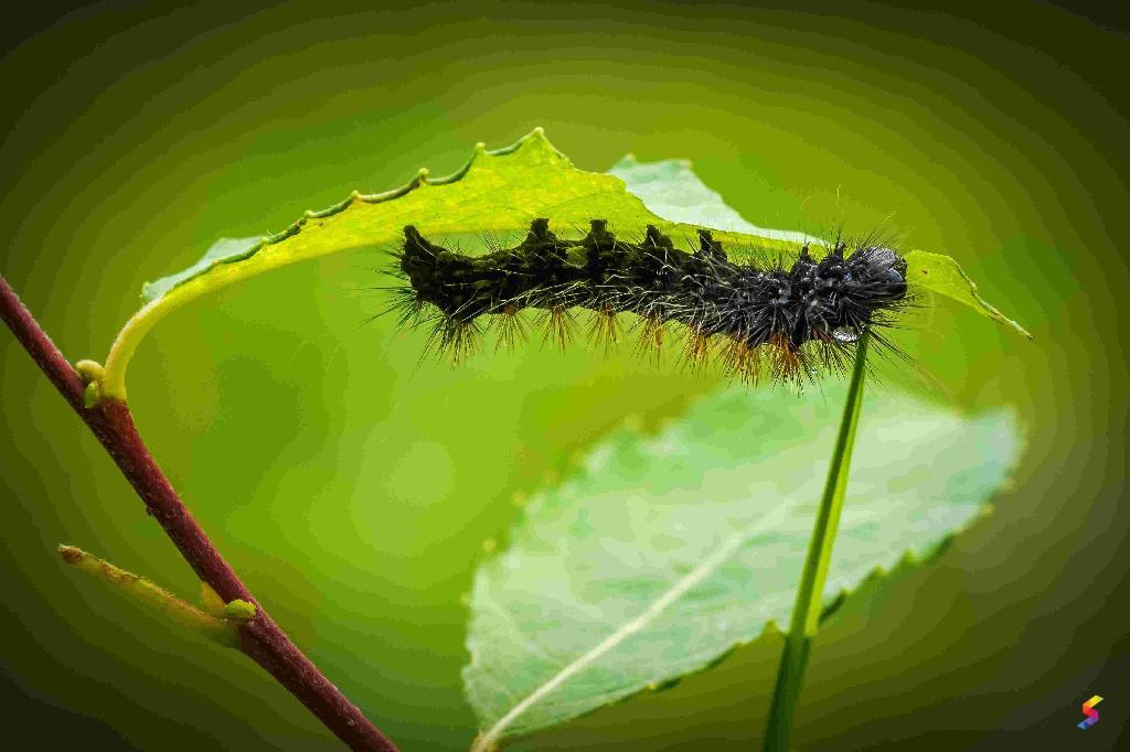 Define Caterpillar, Caterpillar Meaning, Caterpillar Examples ...