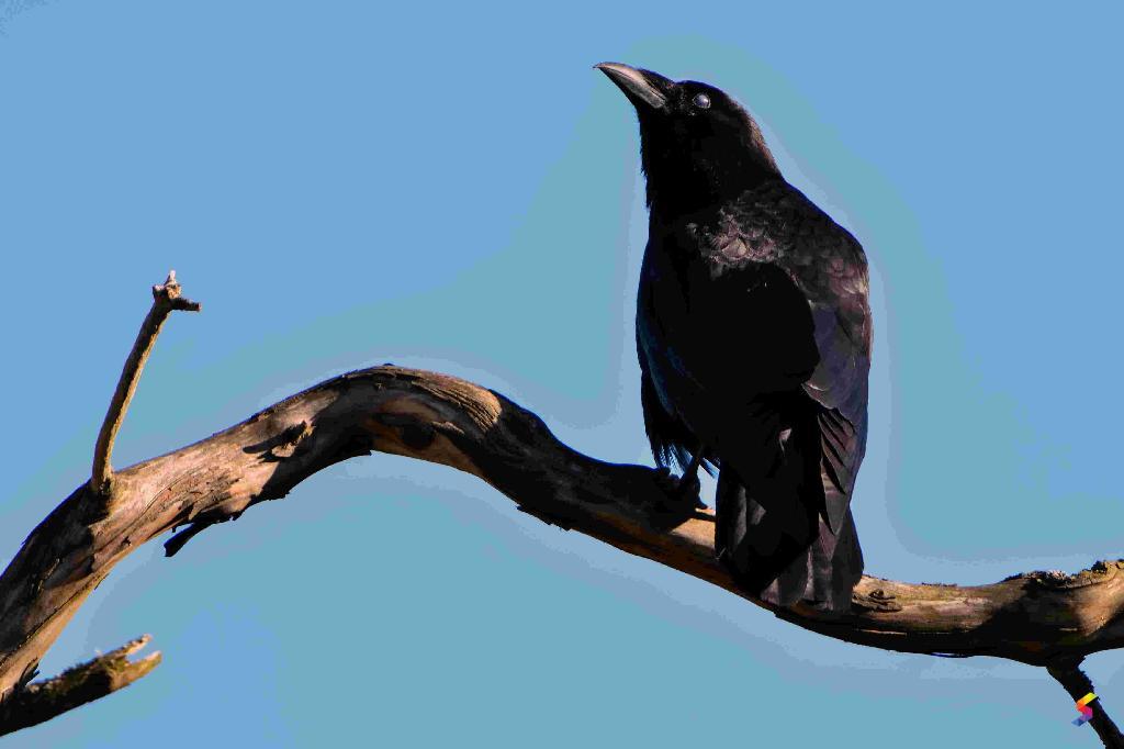 Define Crow, Crow Meaning, Crow Examples, Crow Synonyms, Crow Images ...
