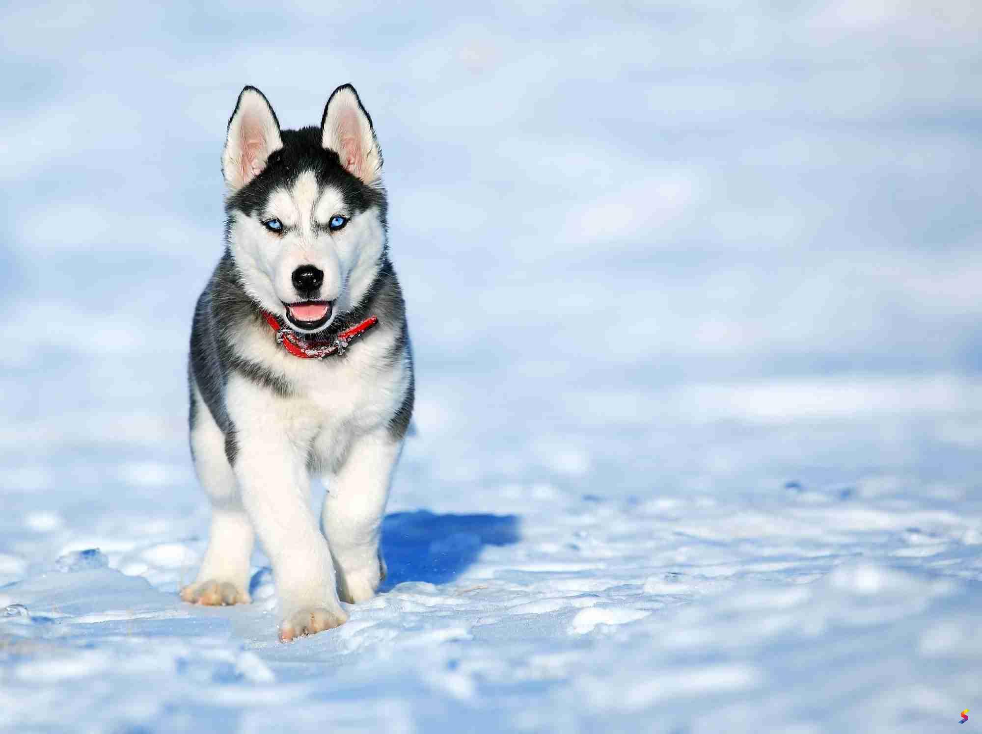 Define Dog, Dog Meaning, Dog Examples, Dog Synonyms, Dog Images, Dog ...