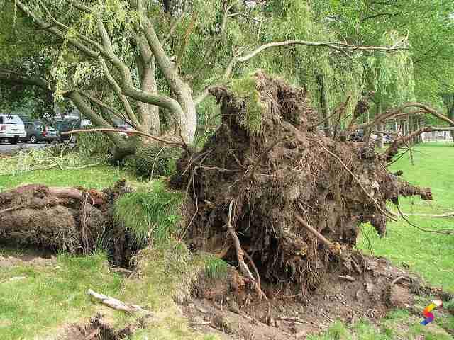 Define Uproot, Uproot Meaning, Uproot Examples, Uproot Synonyms, Uproot Images, Uproot ...