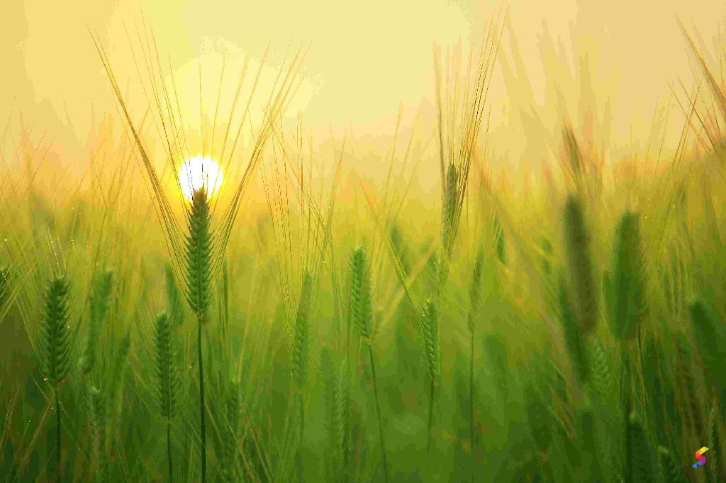 Define Grass, Grass Meaning, Grass Examples, Grass Synonyms, Grass ...