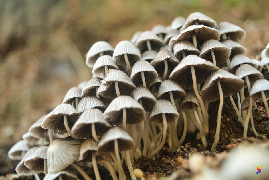 Define Fungus, Fungus Meaning, Fungus Examples, Fungus Synonyms, Fungus ...