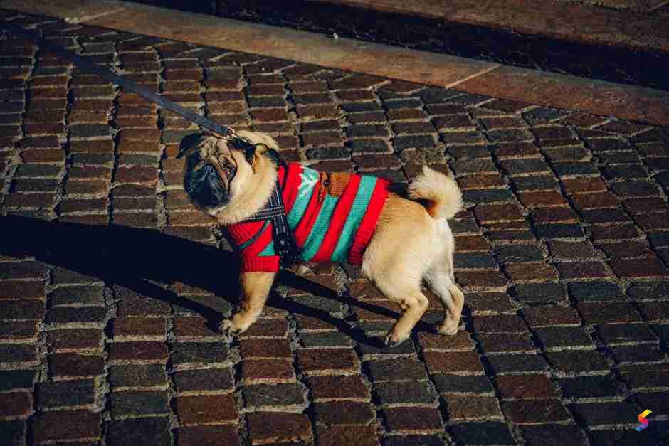 Define Leash, Leash Meaning, Leash Examples, Leash Synonyms, Leash ...