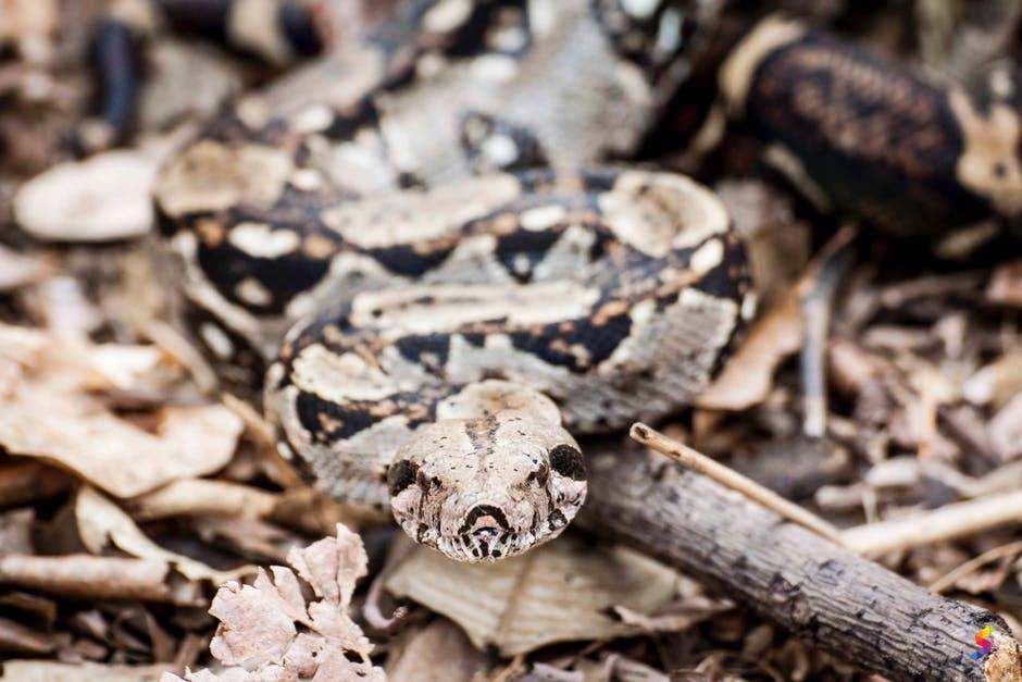 Define Viper Viper Meaning Viper Examples Viper Synonyms Viper define-viper-viper-meaning-viper-examples-viper-synonyms-viper