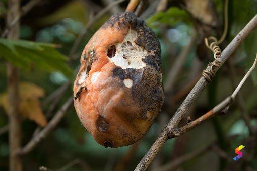 Define Musty, Musty Meaning, Musty Examples, Musty Synonyms, Musty ...