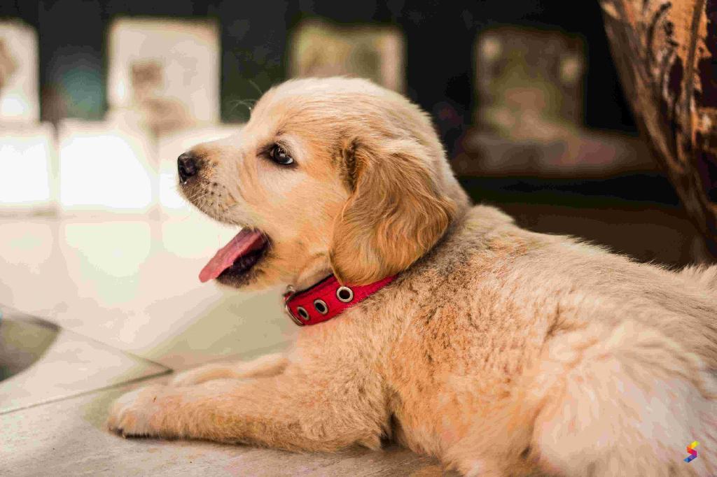 Define Puppy Puppy Meaning Puppy Examples Puppy Synonyms Puppy define-puppy-puppy-meaning-puppy-examples-puppy-synonyms-puppy