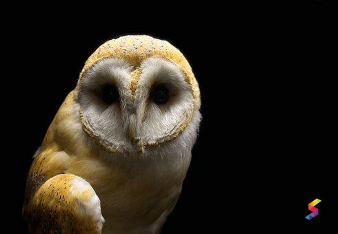 Define Taxidermy, Taxidermy Meaning, Taxidermy Examples, Taxidermy ...