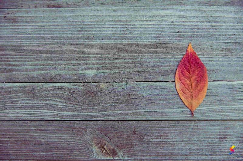 Define Leaf, Leaf Meaning, Leaf Examples, Leaf Synonyms, Leaf Images ...