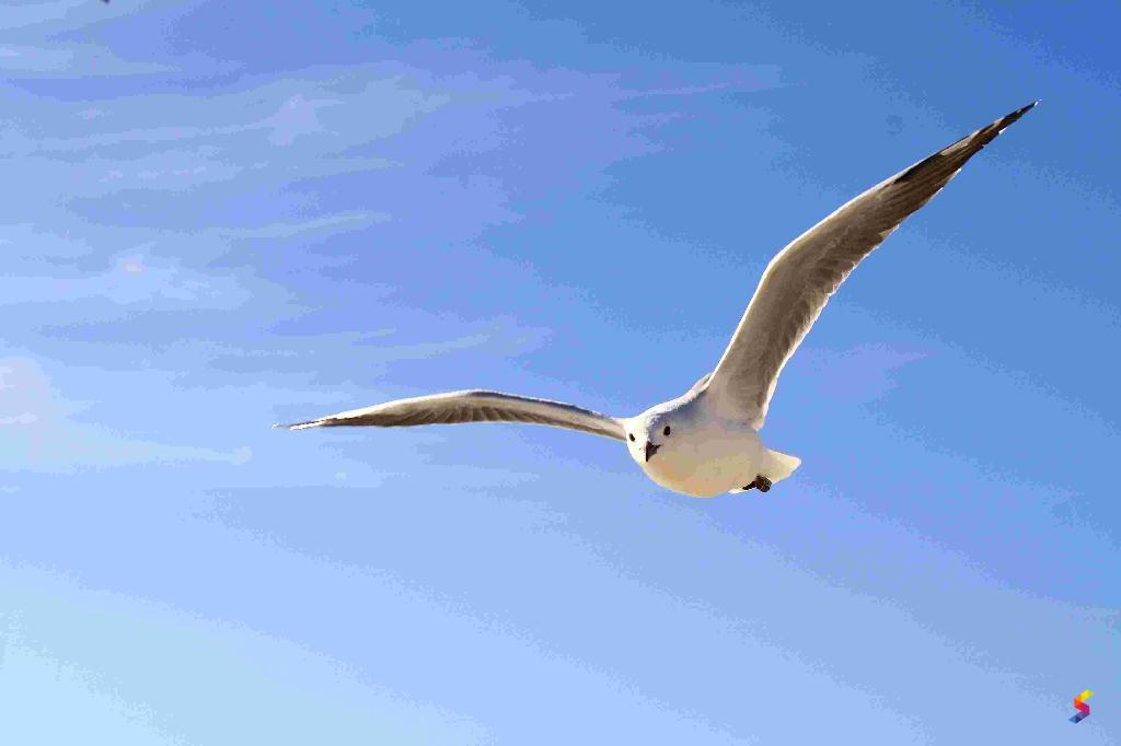 Define Flap, Flap Meaning, Flap Examples, Flap Synonyms, Flap Images ...