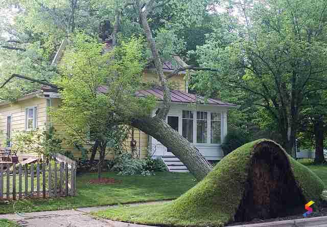 Define Uproot, Uproot Meaning, Uproot Examples, Uproot Synonyms, Uproot ...